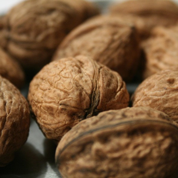 Wissenswertes über die Walnuss - Heimische-Wildpflanzen.de